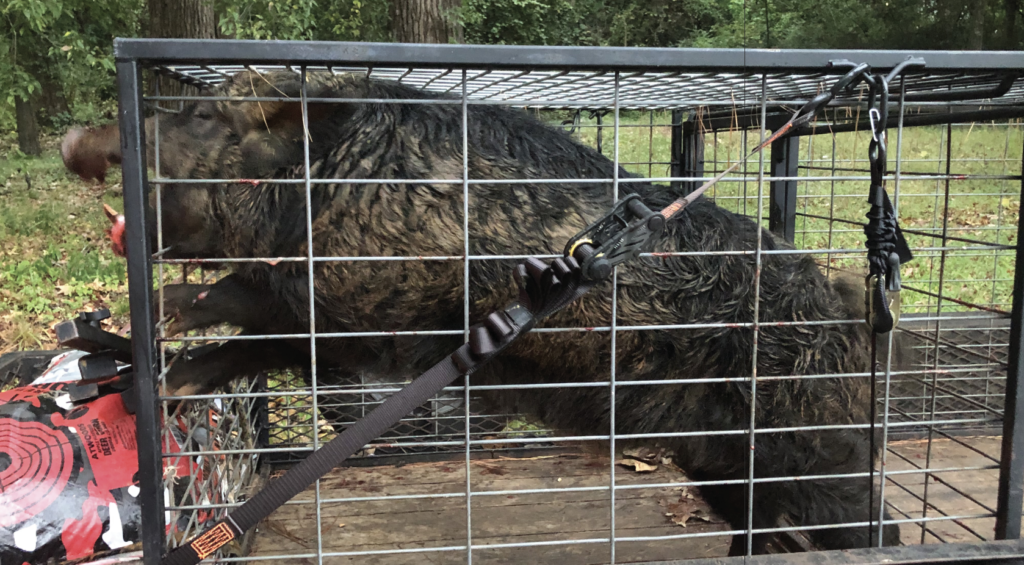 The Prolific Feral Hog | LIFE & LAND