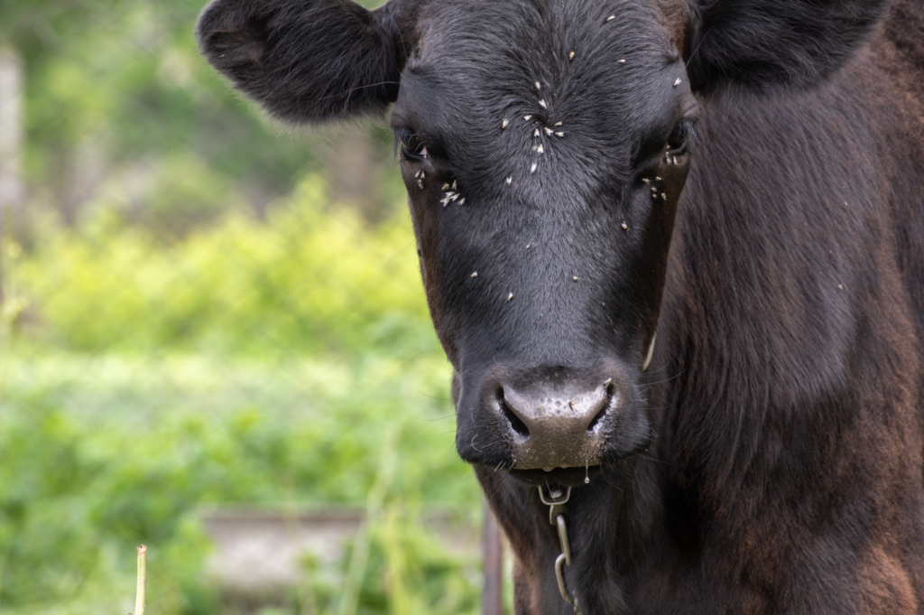 The Unseen Battle – Cattle Flies and the American Rancher’s Struggle ...