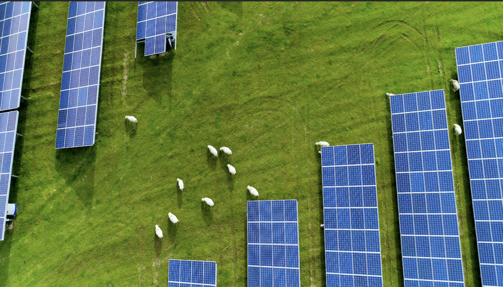 Texas Solar Sheep – Creating a Bright Future for Agrivoltaics in Texas ...